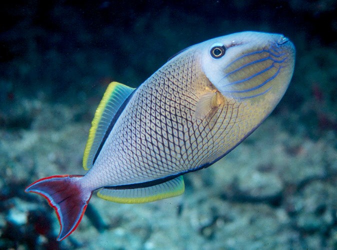 Midway 1998 trip photos